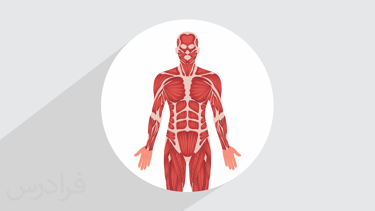 آموزش فیزیولوژی Physiology – تکمیلی + گواهینامه دو زبانه | فرادرس